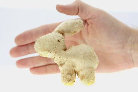Rabbitshaped Ginger Root Editorial Stock Photo - Stock Image | Shutterstock