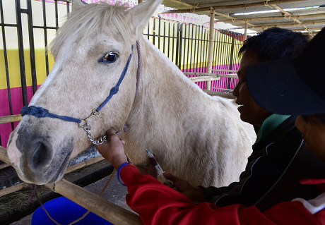 Manipuri Pony Grazes Before His Blood Editorial Stock Photo - Stock ...