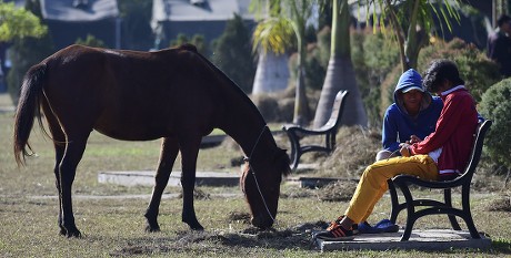Manipuri Pony Grazes Before His Blood Editorial Stock Photo - Stock ...