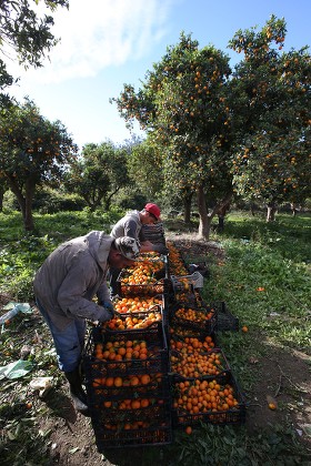Algerian Farmer Carries Box Mandarins Boufarik Editorial Stock Photo ...