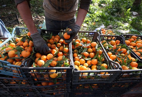 73 Orange plantations Stock Pictures, Editorial Images and Stock Photos ...