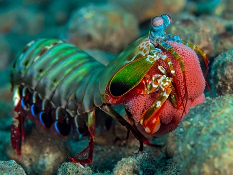 Breeding Cycle Peacock Mantis Shrimp Editorial Stock Photo - Stock ...
