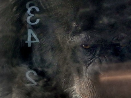 Chimpanzee Ai Looks Numeric Characters On Editorial Stock Photo - Stock ...