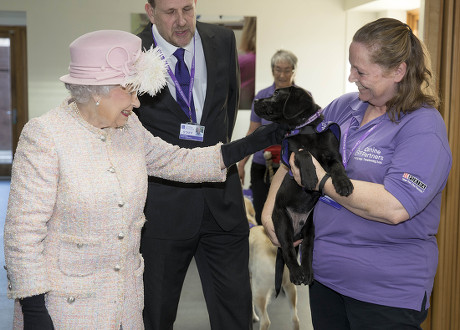 queen elizabeth ii animals Stock Photos (Exclusive) | Shutterstock