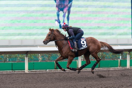 Morning Trackwork Longines Hkir Barrier Draw Editorial Stock Photo ...