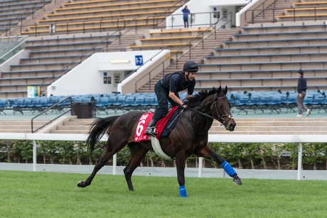 Poets Word Gb Morning Trackwork Longines Editorial Stock Photo - Stock ...
