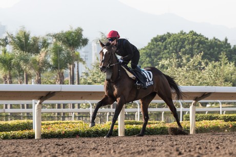 Roly Poly Ire Morning Trackwork Hong Editorial Stock Photo - Stock ...
