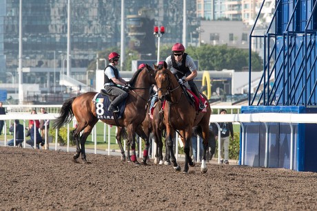 Coolmore Horses Morning Trackwork Hong Kong Editorial Stock Photo ...