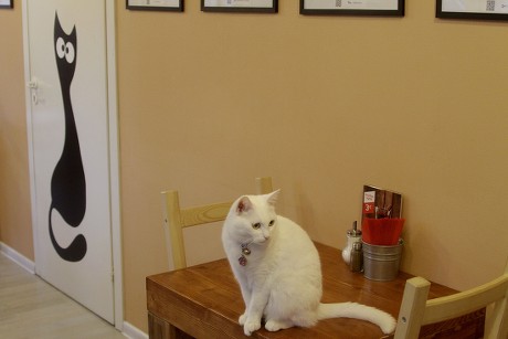 Cat Sits On Table Cat Cafe Editorial Stock Photo - Stock Image ...