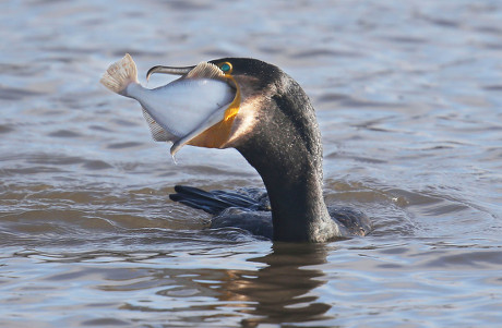 Cormorant Eating Fish Editorial Stock Photo - Stock Image | Shutterstock