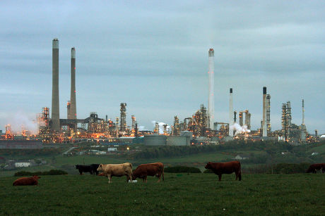 Chevron Refinery Seen Through Field Cows Editorial Stock Photo - Stock ...