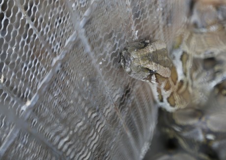 Python Snake Seen Cage Animal Shelter Editorial Stock Photo - Stock ...