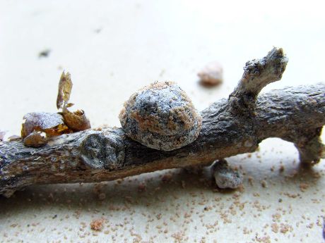 Killer Bug Wisteria Scale Eulecanium Excrescens Editorial Stock Photo ...