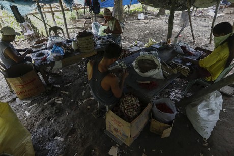Filipino Workers Make Firecrackers Hut Smallscale Editorial Stock Photo ...