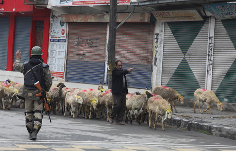 Kashmiri Shepherd Tends Sheep Indian Paramilitary Editorial Stock Photo ...