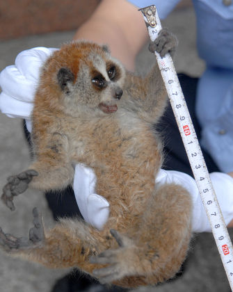 Nycticebus Pygmaeus After Being Caught Editorial Stock Photo - Stock ...