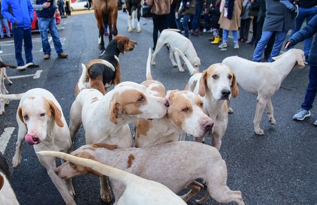 South Tyrone Fox Hounds Annual Boxing Editorial Stock Photo - Stock ...