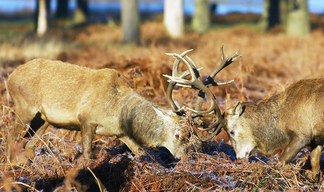 Deer Clash Antlers Richmond Park London Editorial Stock Photo - Stock ...