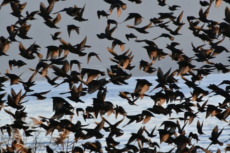Huge Flock Common Starlings Sturnus Vulgaris Editorial Stock Photo ...