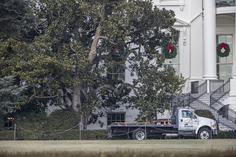 Oldest White House Tree Planted By Editorial Stock Photo - Stock Image ...