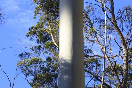 Smooth White Trunk Towering White Gum Editorial Stock Photo - Stock ...