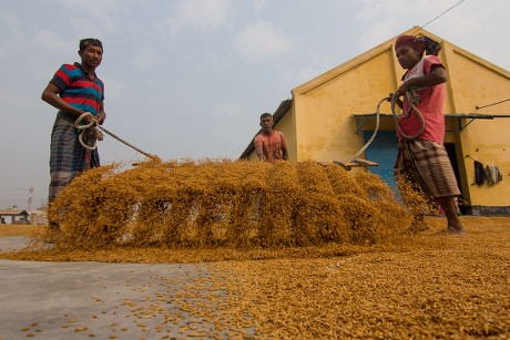 Mill Workers Dry Millions Grains Rice Editorial Stock Photo - Stock ...