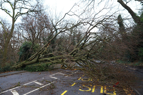 Fallen Tree Blocks Road Harrow North Editorial Stock Photo - Stock ...