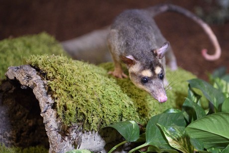 Gray Foureyed Opossum Philander Opossum During Editorial Stock Photo - Stock Image | Shutterstock
