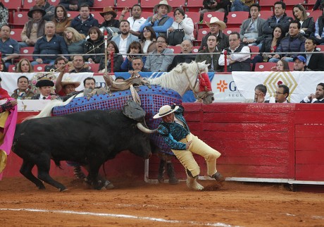 Bull Vaquero 523 Kilograms Charges Rejoneador Editorial Stock Photo ...