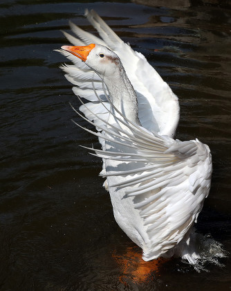 White Indian goose at public garden in New Delhi, India - 10 Jan 2018 ...
