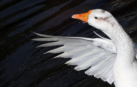 White Indian goose at public garden in New Delhi, India - 10 Jan 2018 ...