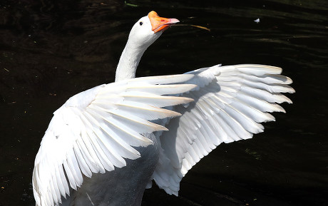 White Indian Goose Flaps Wings Waters Editorial Stock Photo - Stock ...