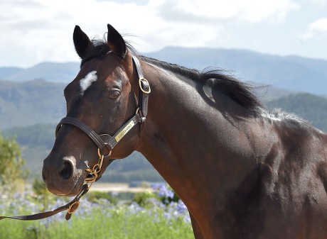 Trippi Stallion Editorial Stock Photo - Stock Image | Shutterstock
