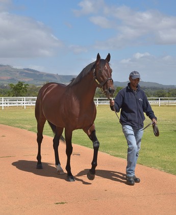 Futura Stallion Editorial Stock Photo - Stock Image | Shutterstock