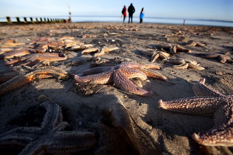 __COUNT__ Starfish Beaching, Portobello, Edinburgh, Scotland, UK - 08 ...