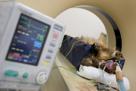 'Rudy Fujimoto', an 8 Year Old Miniature Dachshound Dog, Undergoes a CT ...