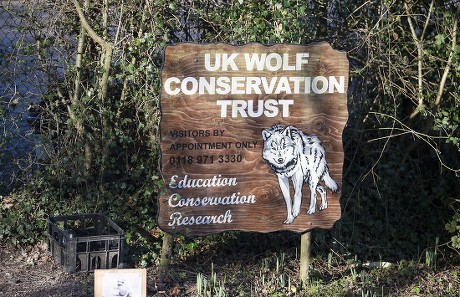 __COUNT__ imágenes de Wolf escapes from the UK Wolf Conservation Trust ...