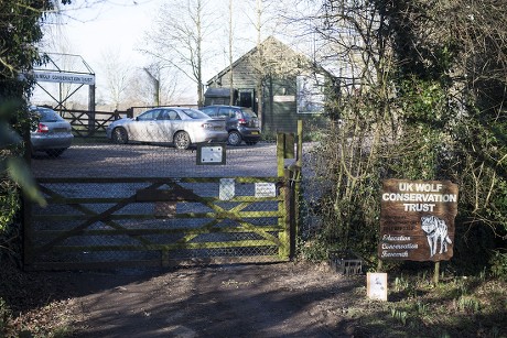 __COUNT__ imágenes de Wolf escapes from the UK Wolf Conservation Trust ...