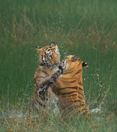 Mother Tiger Training Her Cub How Editorial Stock Photo - Stock Image ...