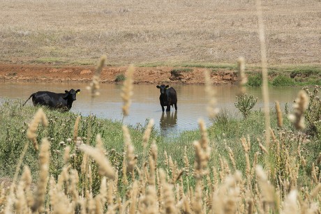 Cows Cool Down Dam Near Wagga Editorial Stock Photo - Stock Image ...