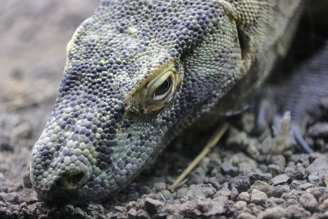 500 Komodo dragon Stock Pictures, Editorial Images and Stock Photos ...