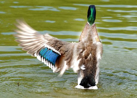 Charlie The Drake duck thriving after having his damaged wing amputated ...