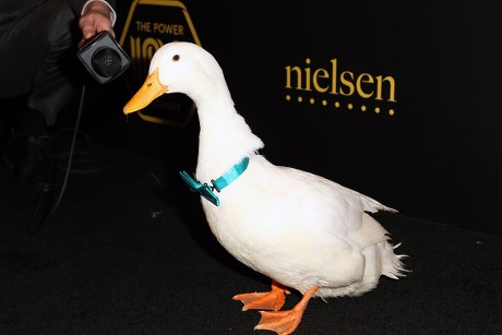 Aflac Duck Editorial Stock Photo - Stock Image | Shutterstock
