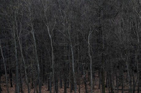 Forest Around Former Nazi German Concentration Editorial Stock Photo ...