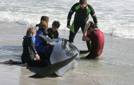 51 Rescue fail Stock Pictures, Editorial Images and Stock Photos ...