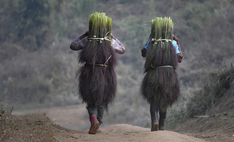 Tiwa Tribal People Carry Raw Broom Editorial Stock Photo - Stock Image ...