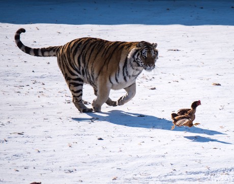 Tiger Chasing Chicken Editorial Stock Photo - Stock Image | Shutterstock