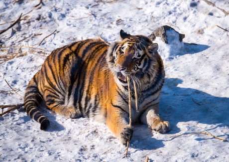 Tiger Chasing Chicken Editorial Stock Photo - Stock Image | Shutterstock