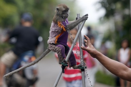 Male Monkey Walks On Stilts During Editorial Stock Photo - Stock Image ...