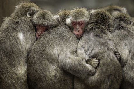 500 12 monkeys Stock Pictures, Editorial Images and Stock Photos ...